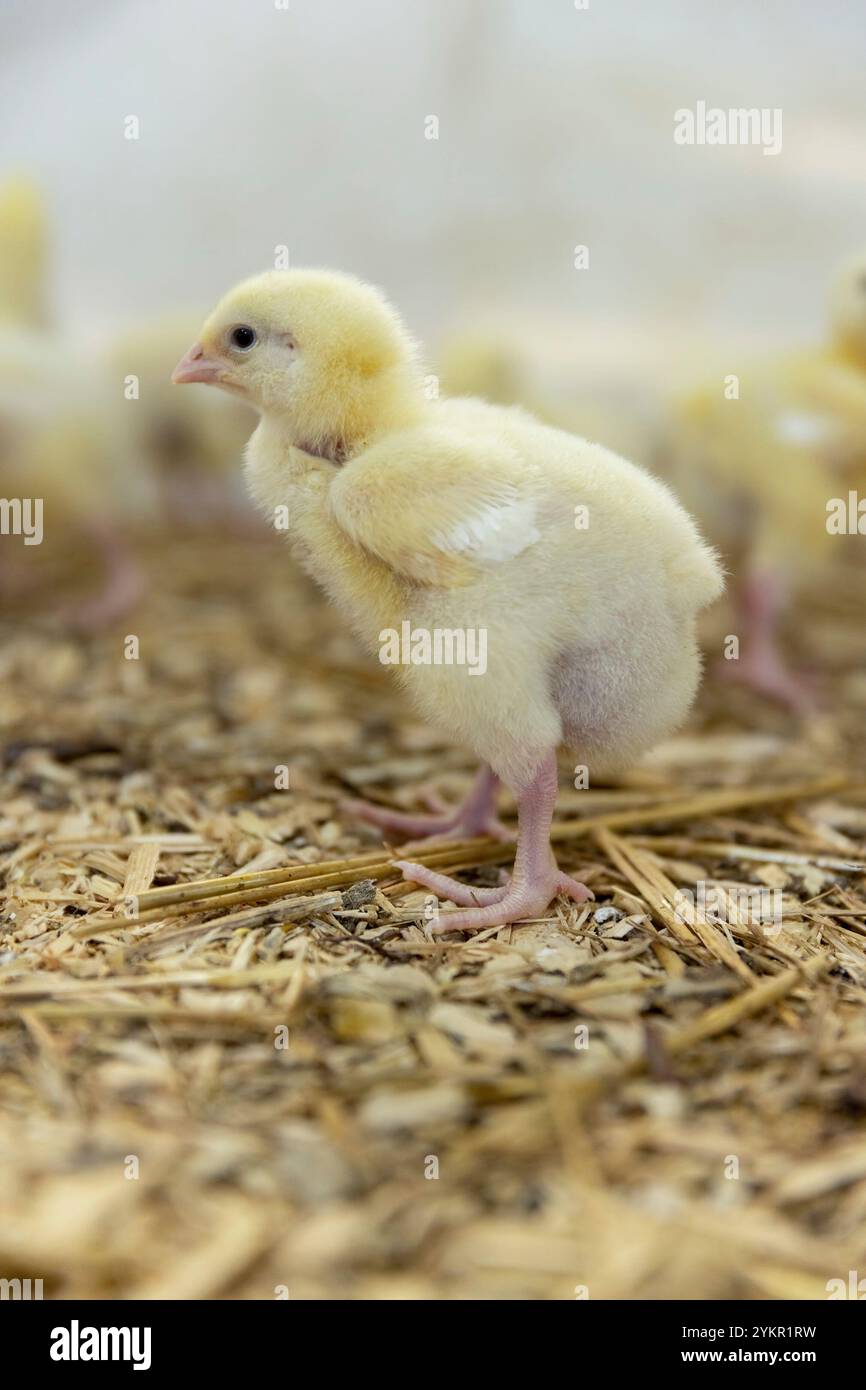 chickens with fluff in the poultry farm, chickens in the poultry farm ...