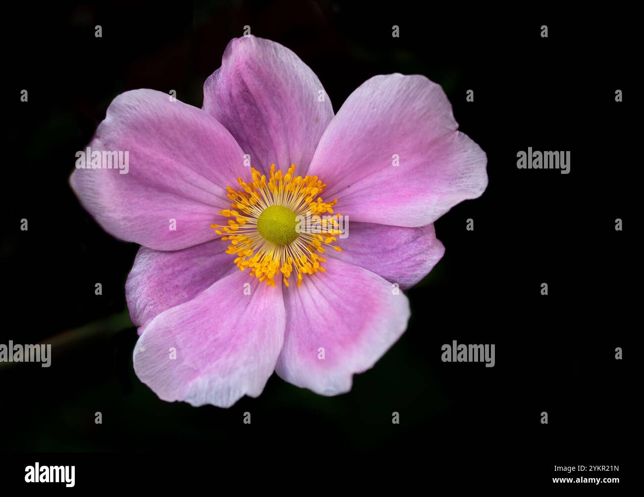 Random flowers hi-res stock photography and images - Alamy