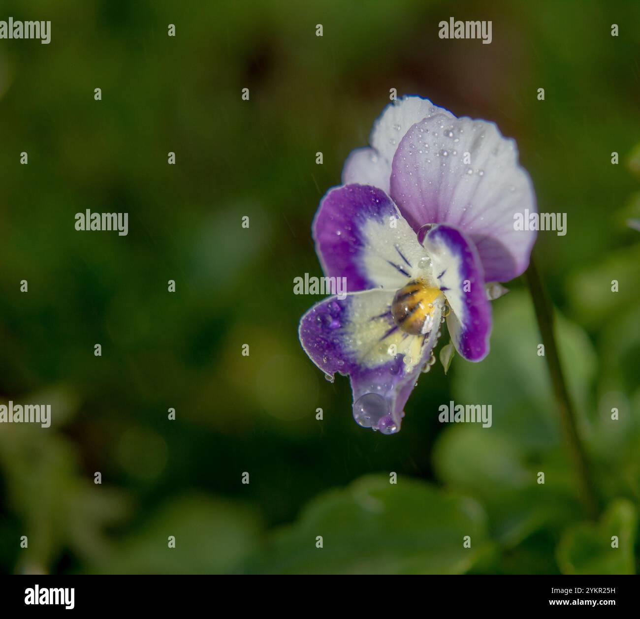 Random flowers hi-res stock photography and images - Alamy