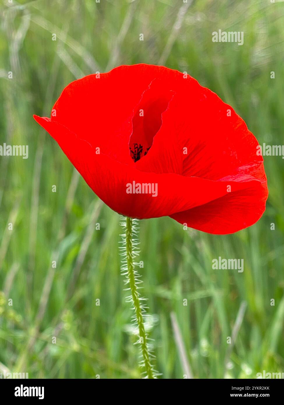 Naturalidad hi-res stock photography and images - Alamy