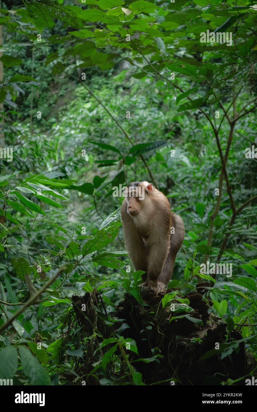 male pig tailed monkey Stock Photo - Alamy