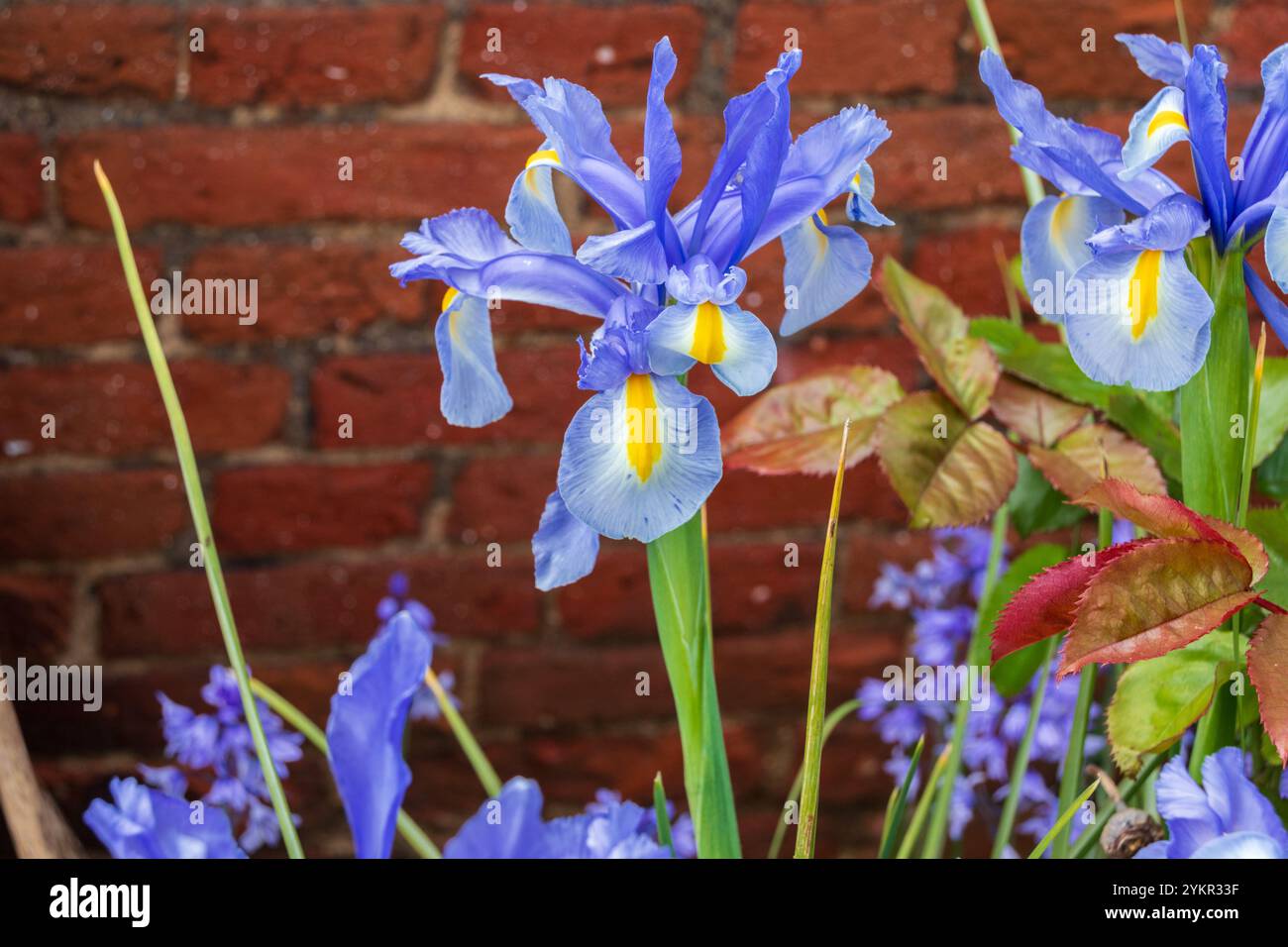 Iris xiphium, Spanish Iris Stock Photo - Alamy