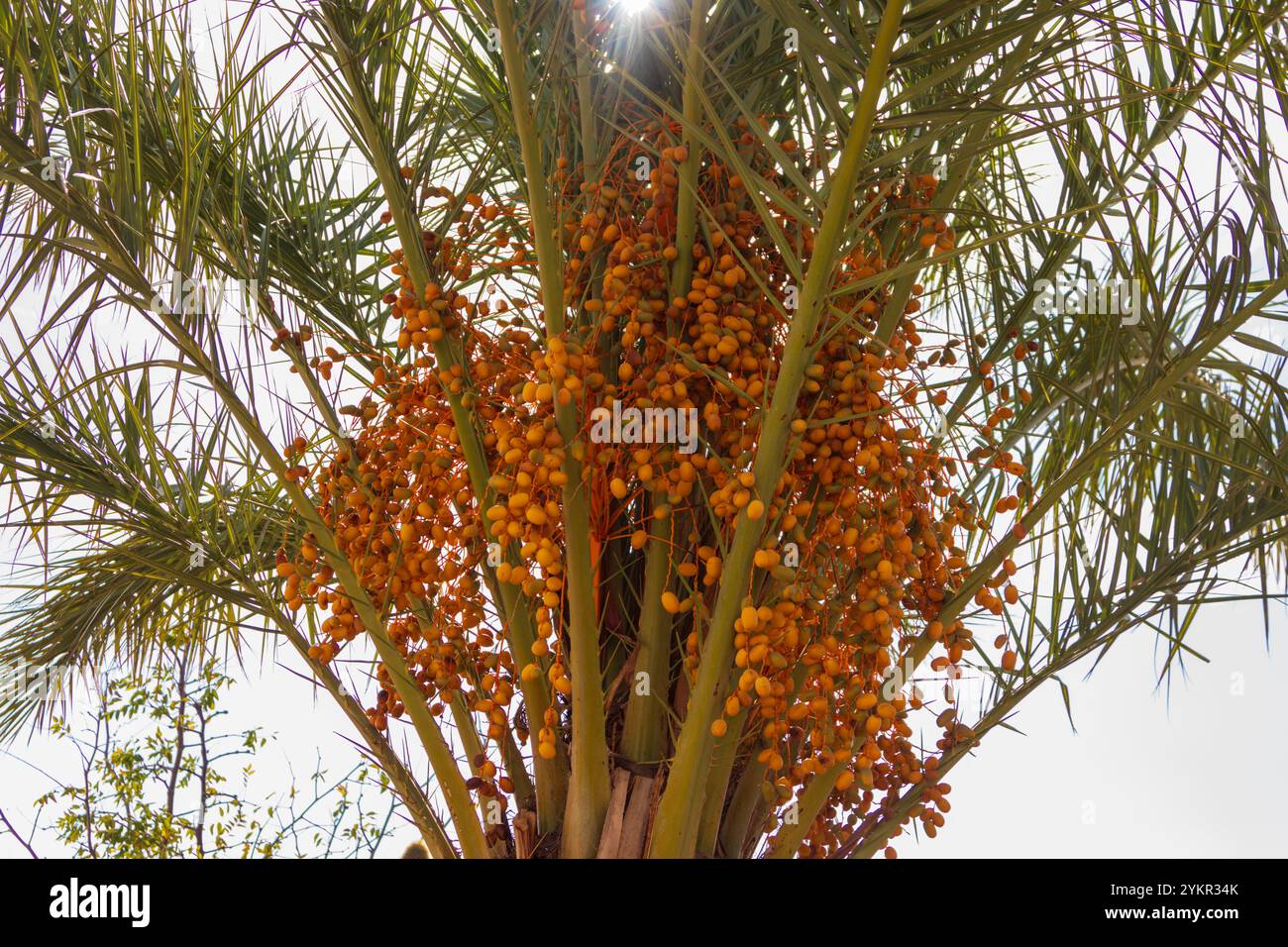 Phoenix dactylifera, Date palm Fruit Stock Photo - Alamy
