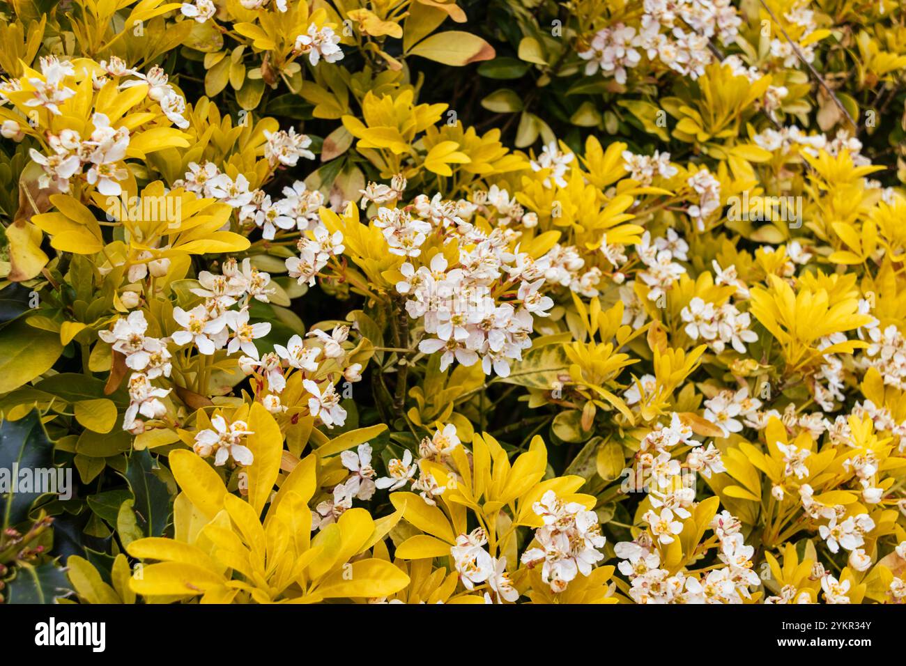 Choisya ternata, Mexican Orange Blossom Shrub Stock Photo - Alamy