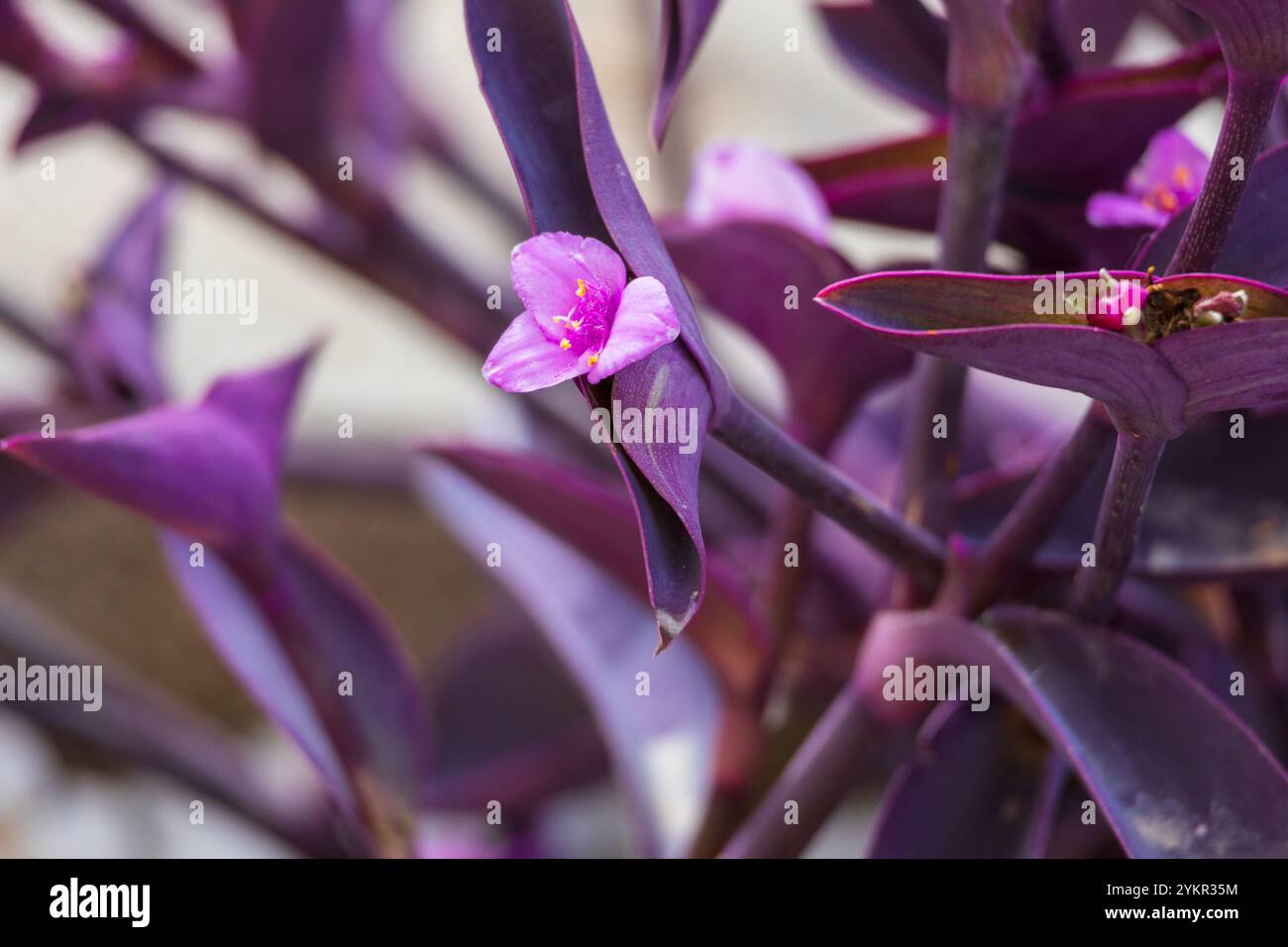 Tradescantia pallida 'purpurea' hi-res stock photography and images - Alamy