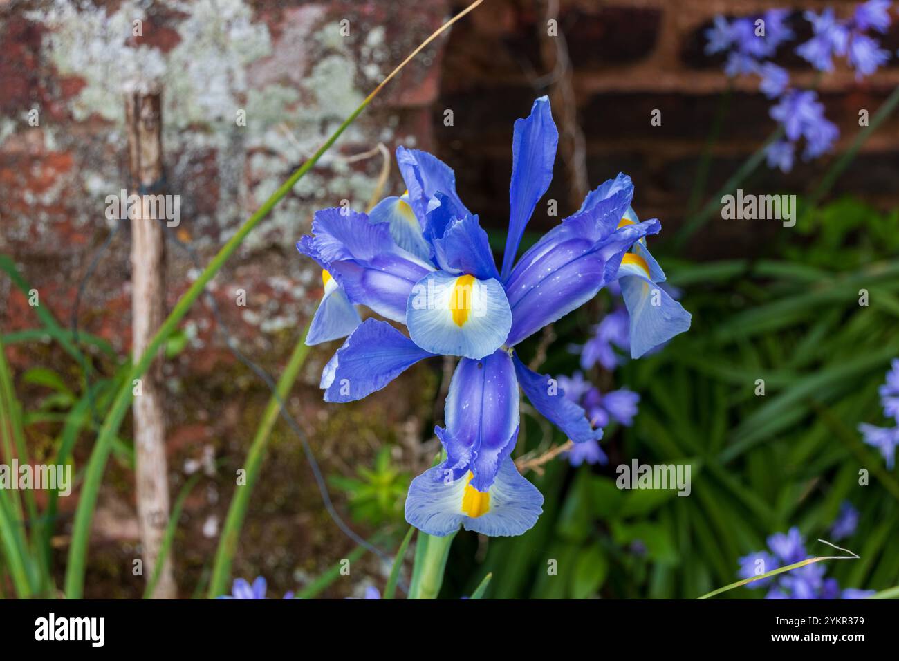 Iris xiphium, Spanish Iris Stock Photo - Alamy