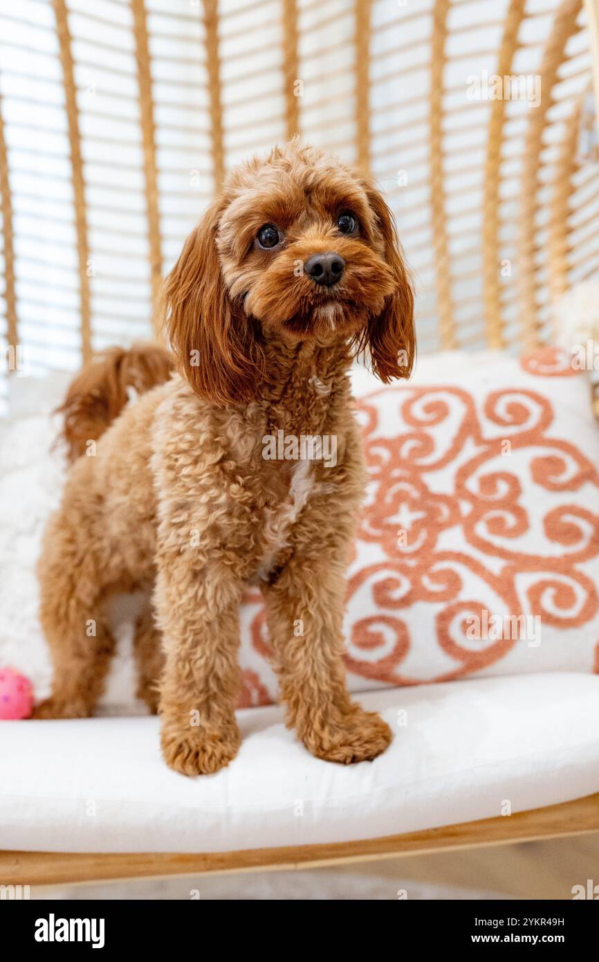 Cavapoo dog hi-res stock photography and images - Alamy