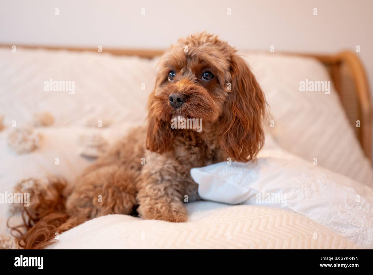 Cavapoo cute hi-res stock photography and images - Alamy