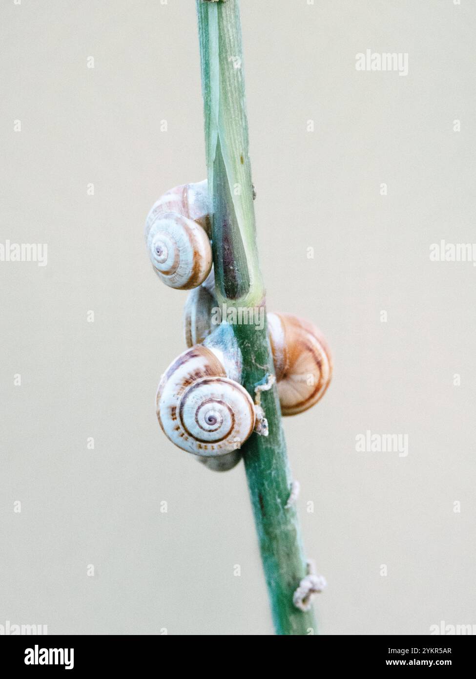 Animal shells field animal shell hi-res stock photography and images ...