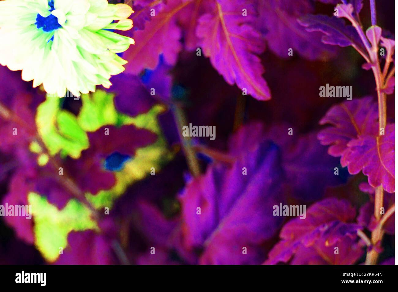 Beautiful bright flowers of fluffy chrysanthemums in art processing ...