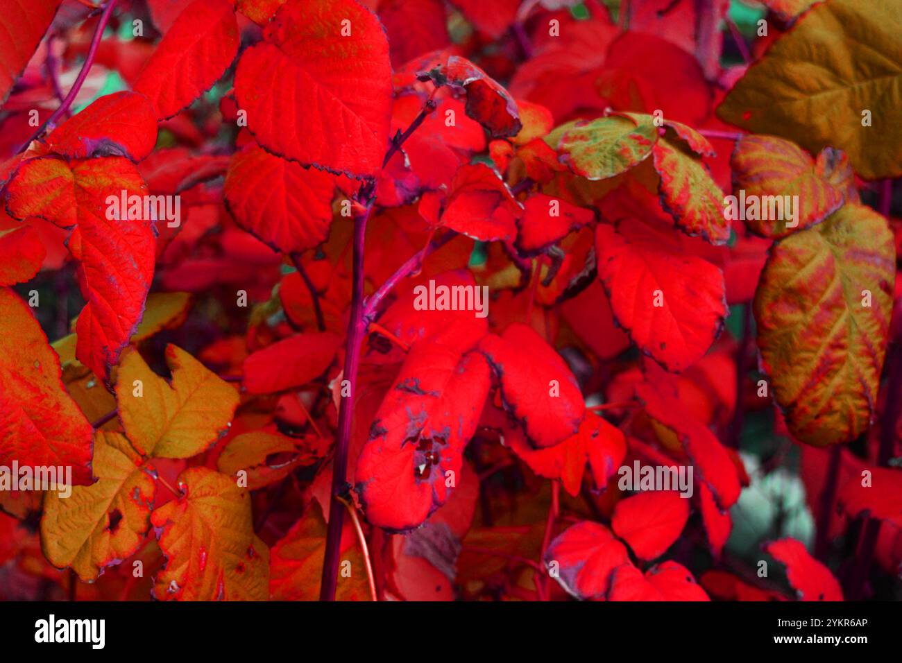 Beautiful bright raspberry leaves in art processing with different ...