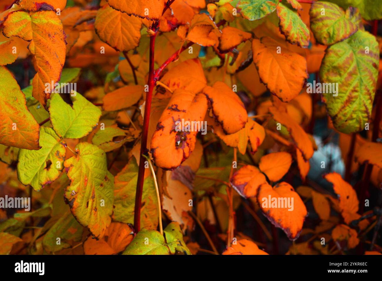 Beautiful bright raspberry leaves in art processing with different ...