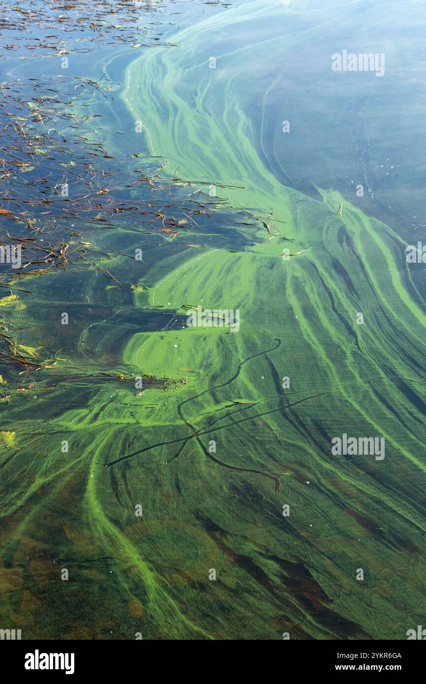 Green algae on water surface due to pollution of phosphates, Loch ...