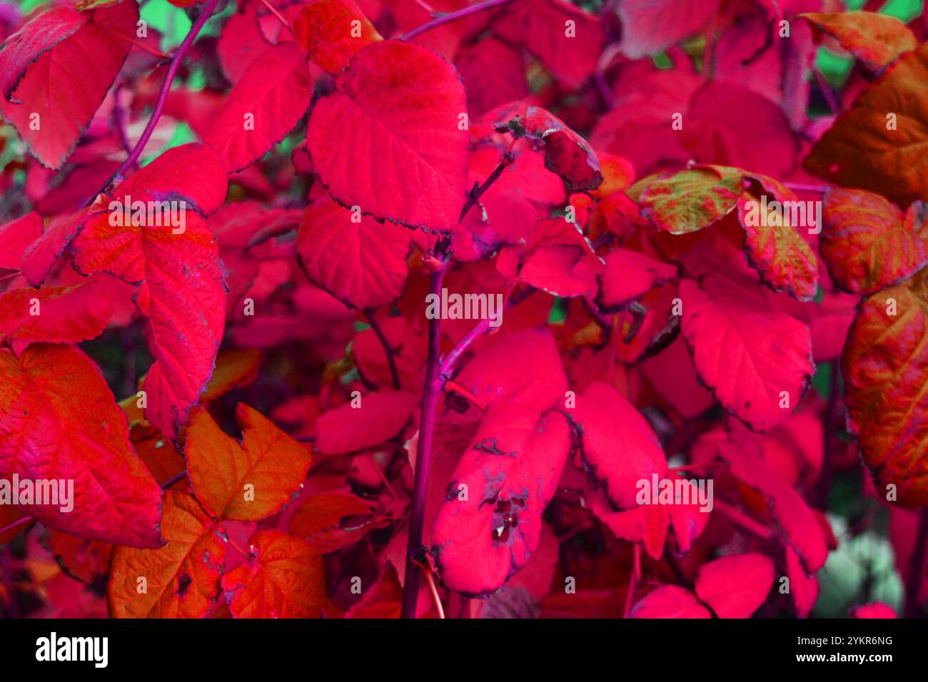 Beautiful bright raspberry leaves in art processing with different ...