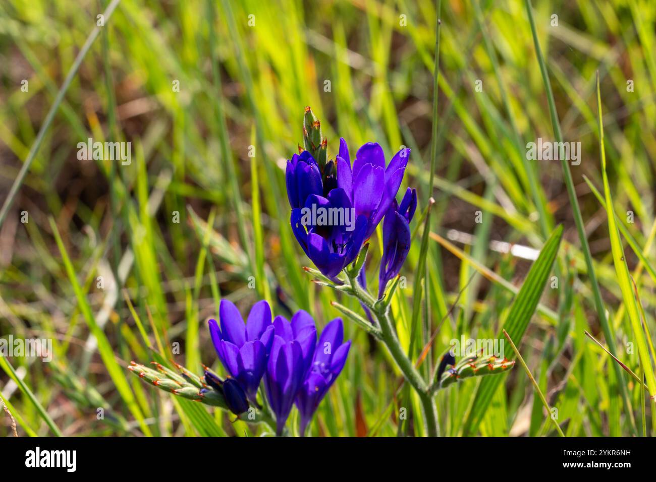Wildflower of South Africa: The beatiful blue flower of Babiana ...