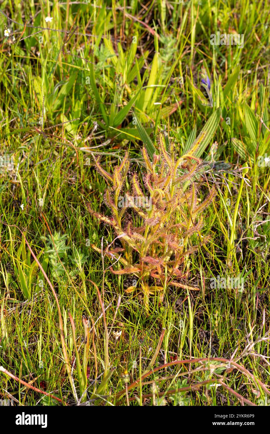 White flowering Drosera cistiflora in flower, taken near Darling in the ...