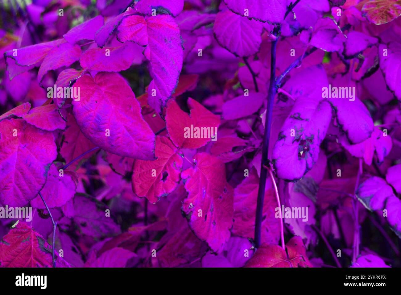Beautiful bright raspberry leaves in art processing with different ...