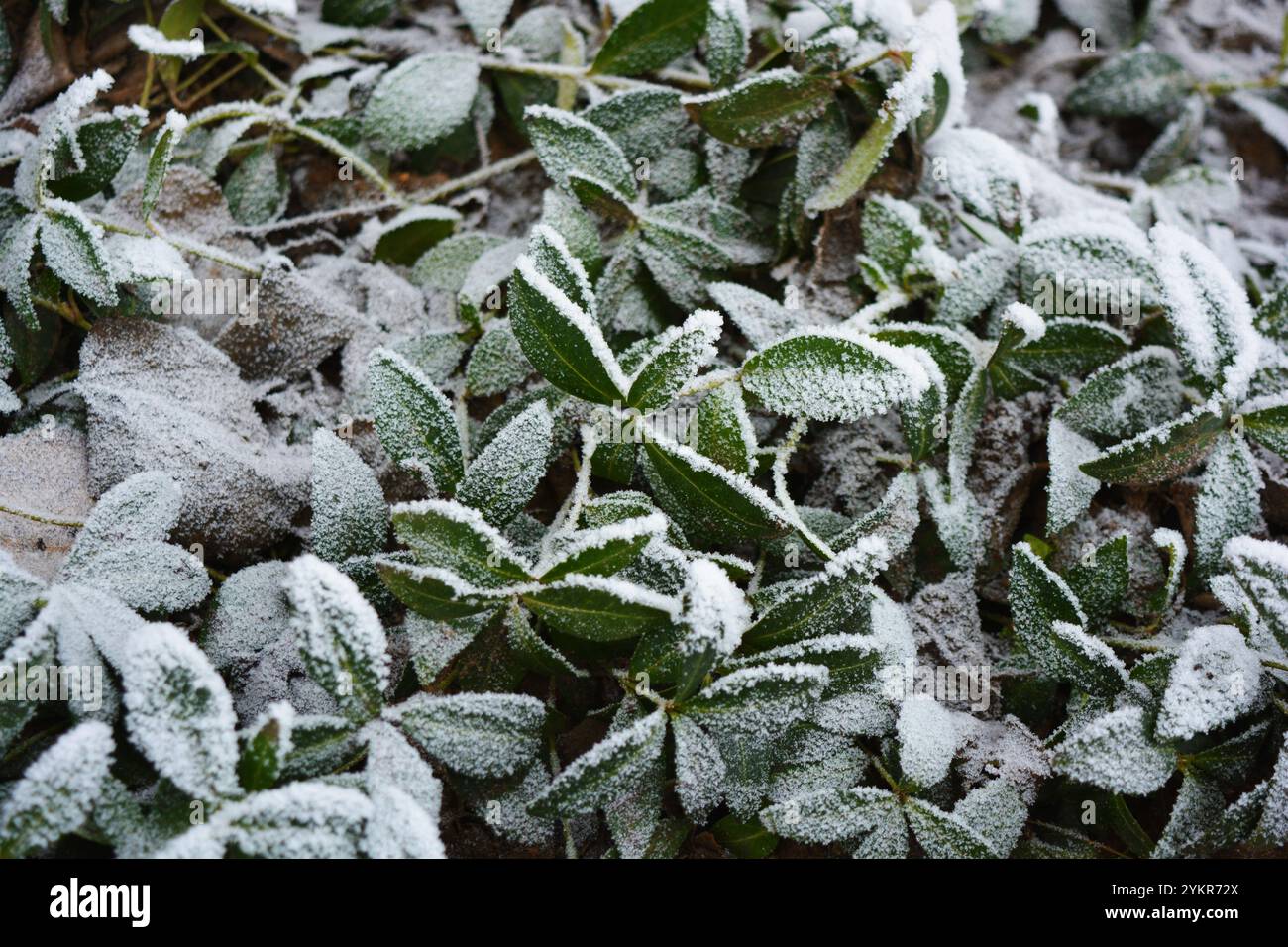 Green leaves of the periwinkle bush are covered with white, fluffy snow, white frost Stock Photo ...