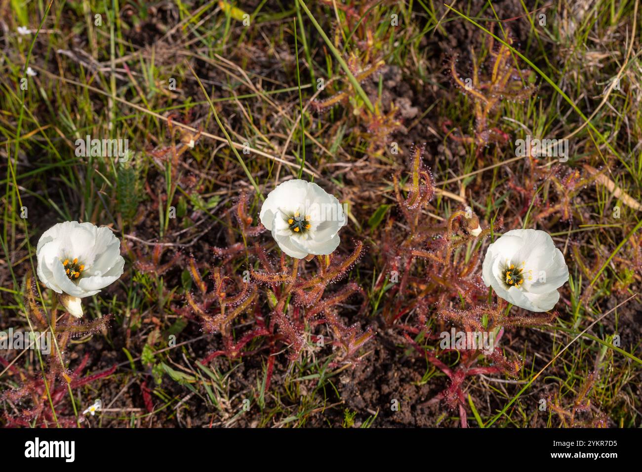 White flowering Drosera cistiflora in flower, taken near Darling in the ...