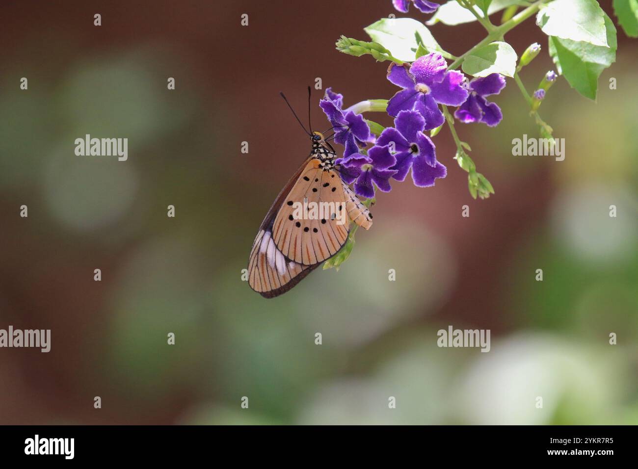 Common acraea or White-barred acraea Butterfly - Acraea encedon Stock ...