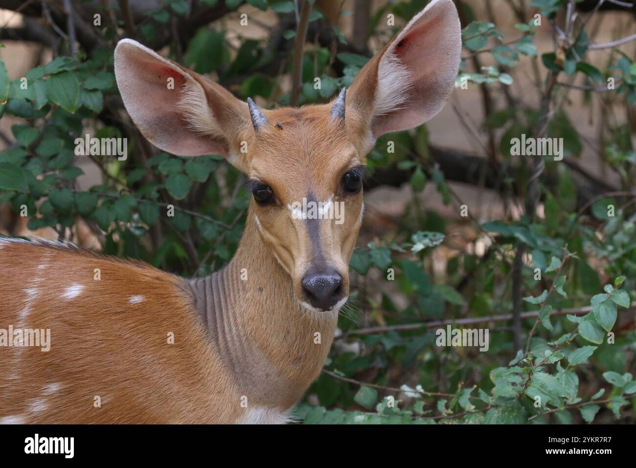 Bush Buck or Cape Bush Buck portrait - Tragelaphus sylvaticus Stock ...