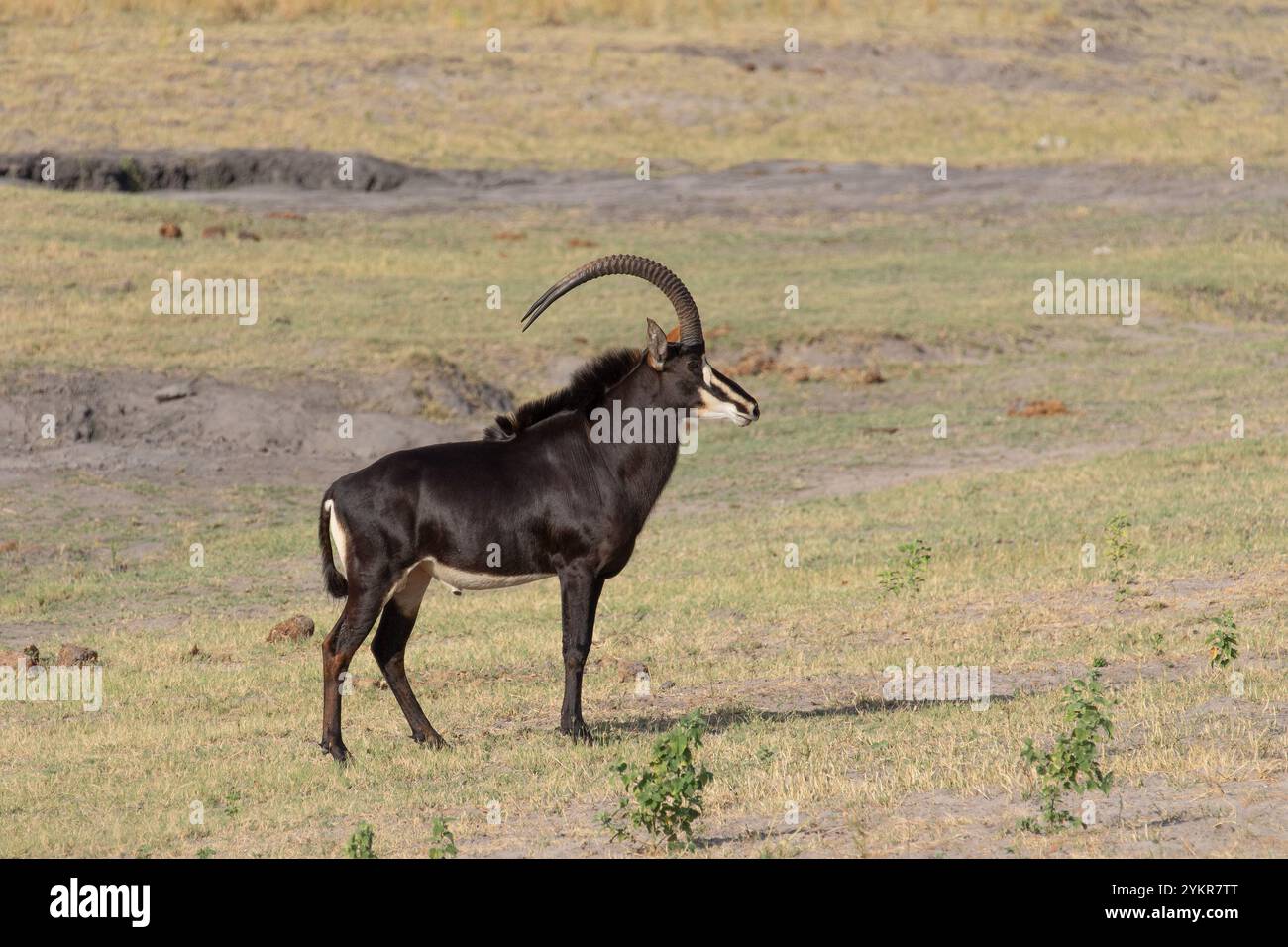 Sable Antelope - Hippotragus niger Stock Photo - Alamy