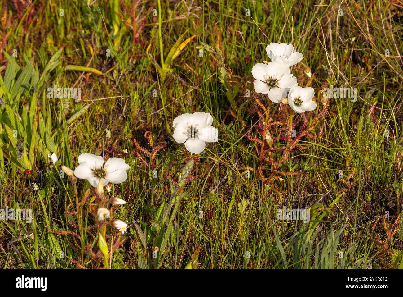 White flowering Drosera cistiflora in flower, taken near Darling in the ...