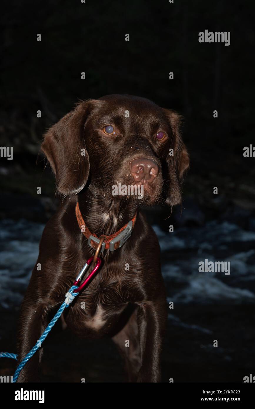 Springador hi-res stock photography and images - Alamy