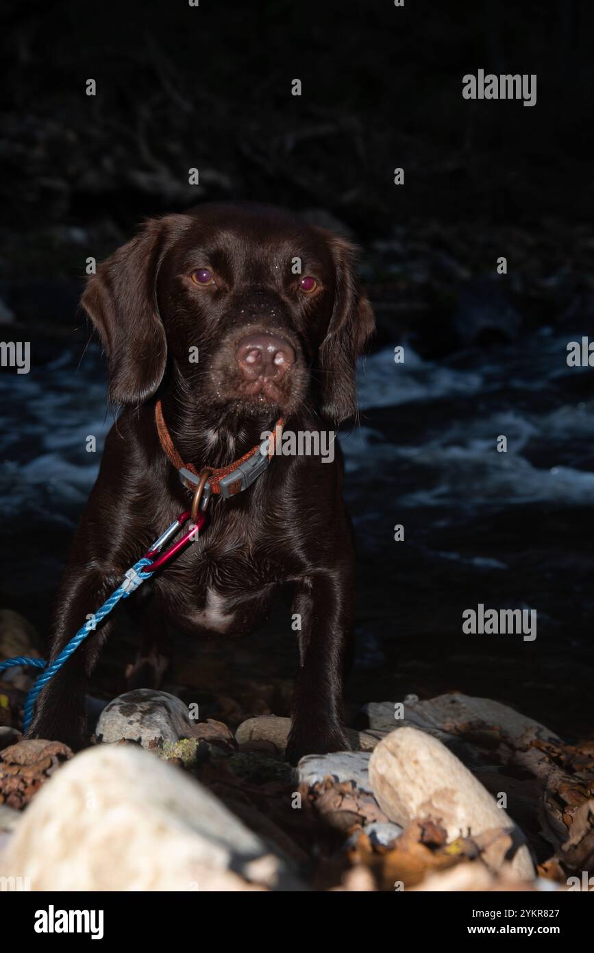 Springador dog hi-res stock photography and images - Alamy