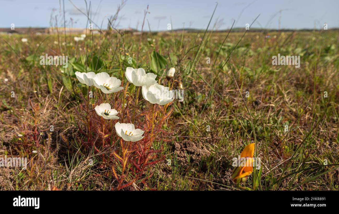 White flowering Drosera cistiflora in flower, taken near Darling in the ...