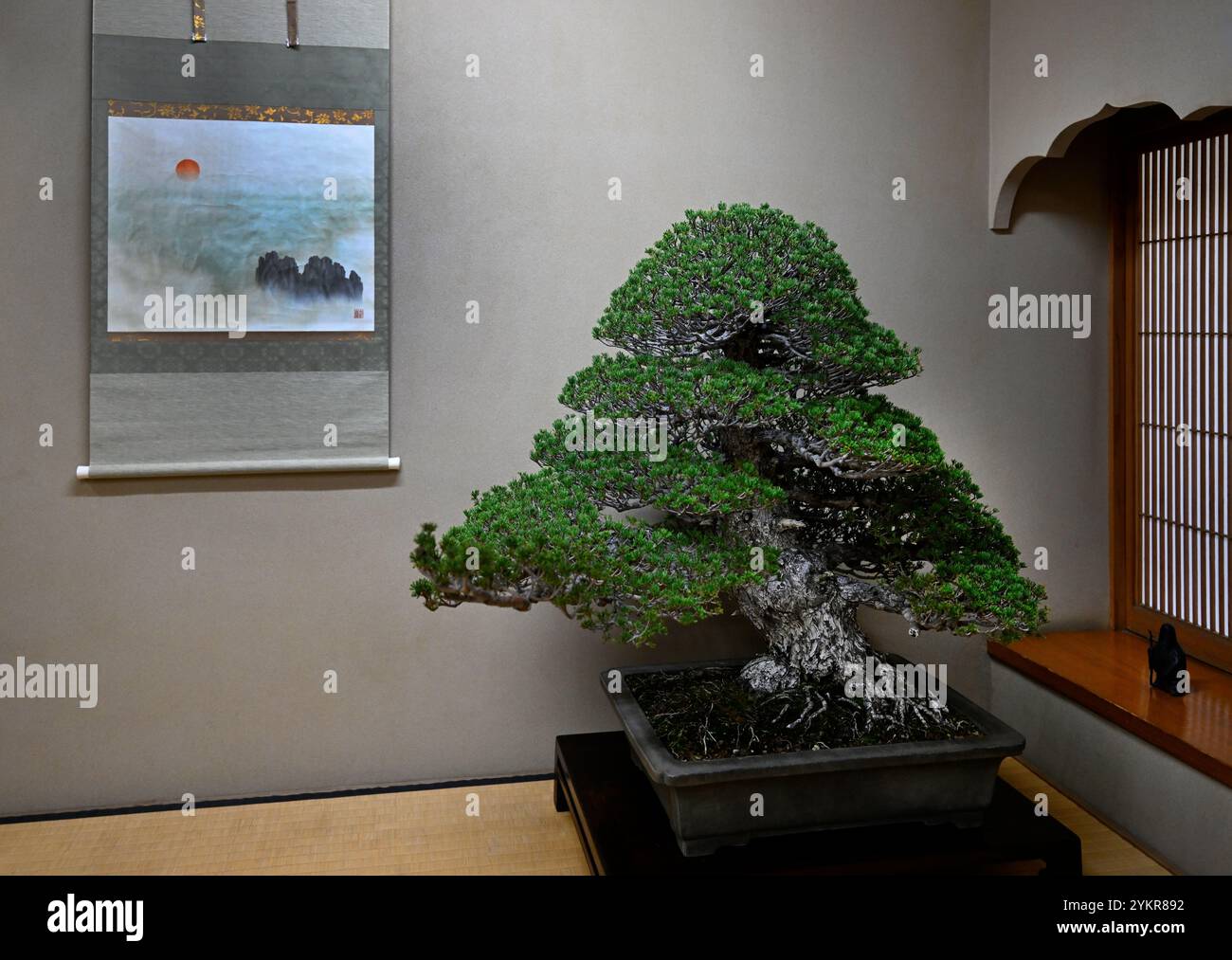Bonsai Museum Tokyo Stock Photo - Alamy