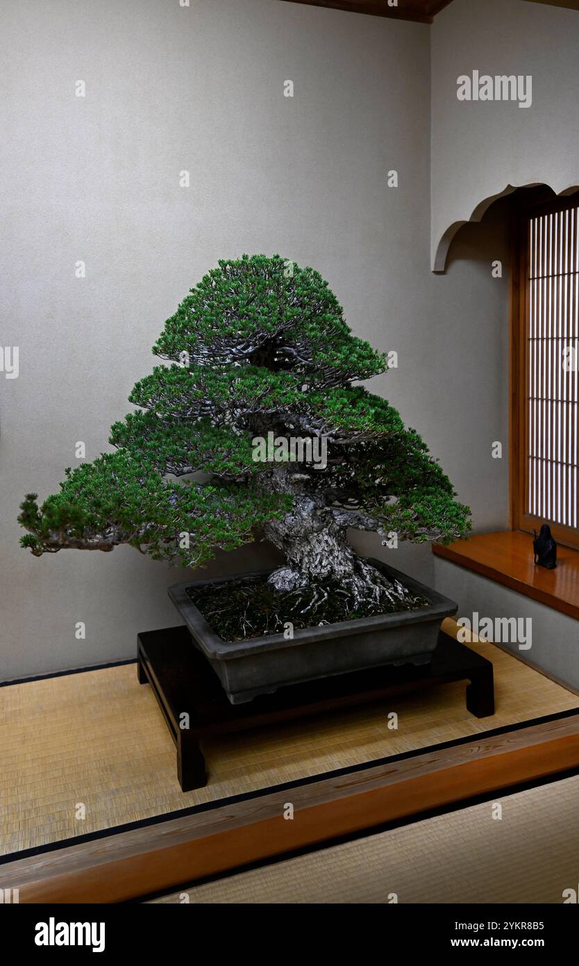 Bonsai Museum Tokyo Stock Photo - Alamy