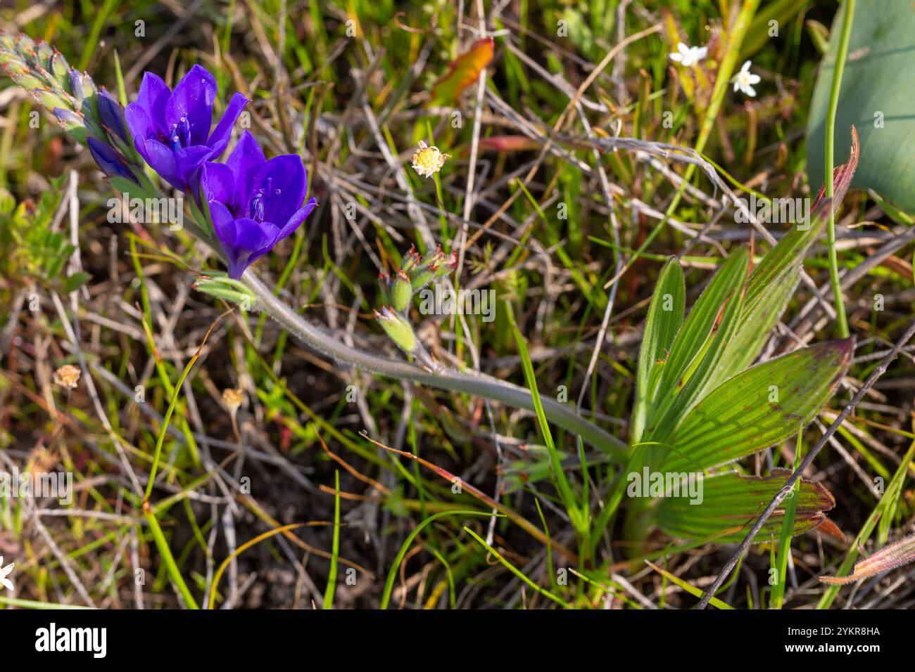 Wildflower of South Africa: The beatiful blue flower of Babiana ...