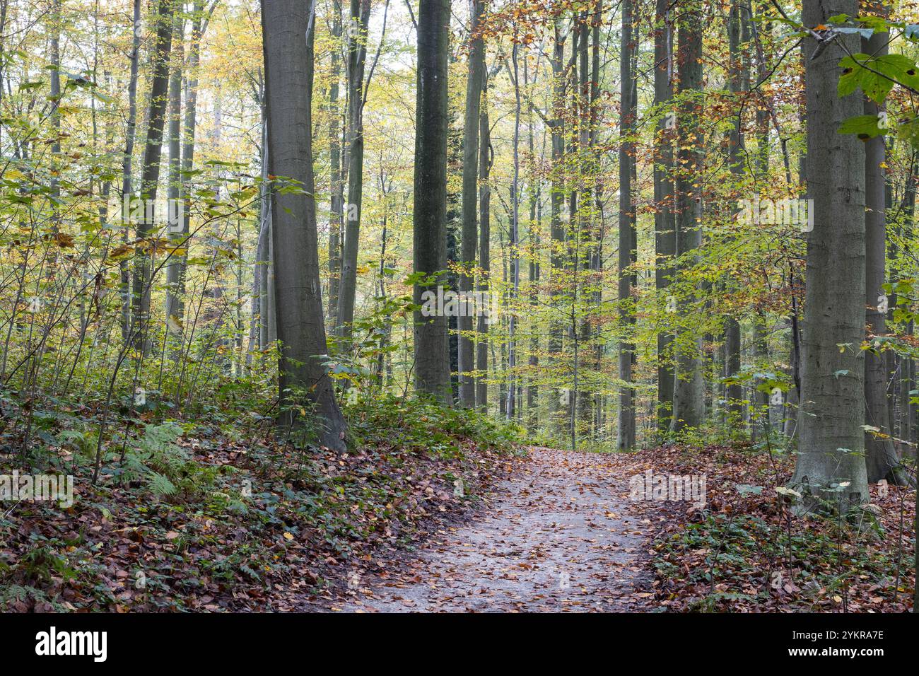 Autumn color on the walking trail through the beech trees in the world ...