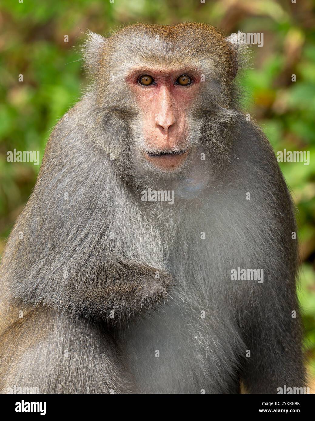 Portrait of Formosan rock macaque Stock Photo - Alamy