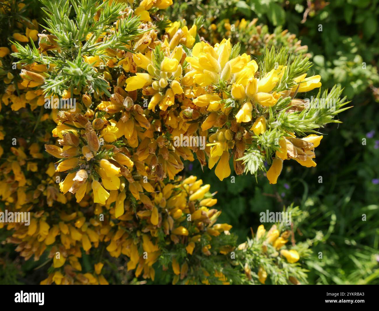 close up of common gorse plant with yellow flowers . Wild incultivated ...