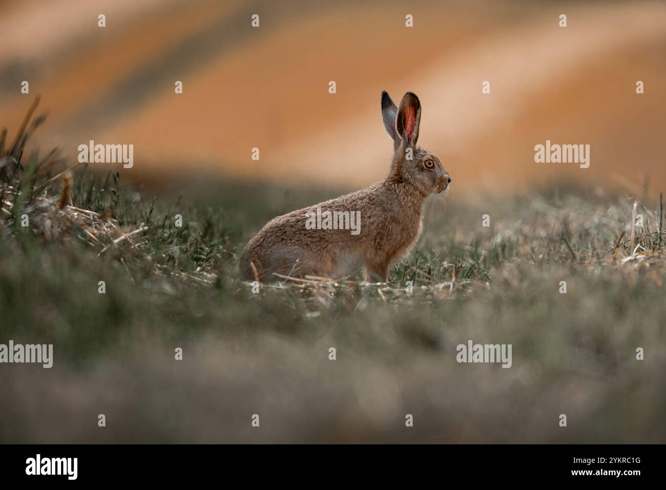 Fastrunner hi-res stock photography and images - Alamy