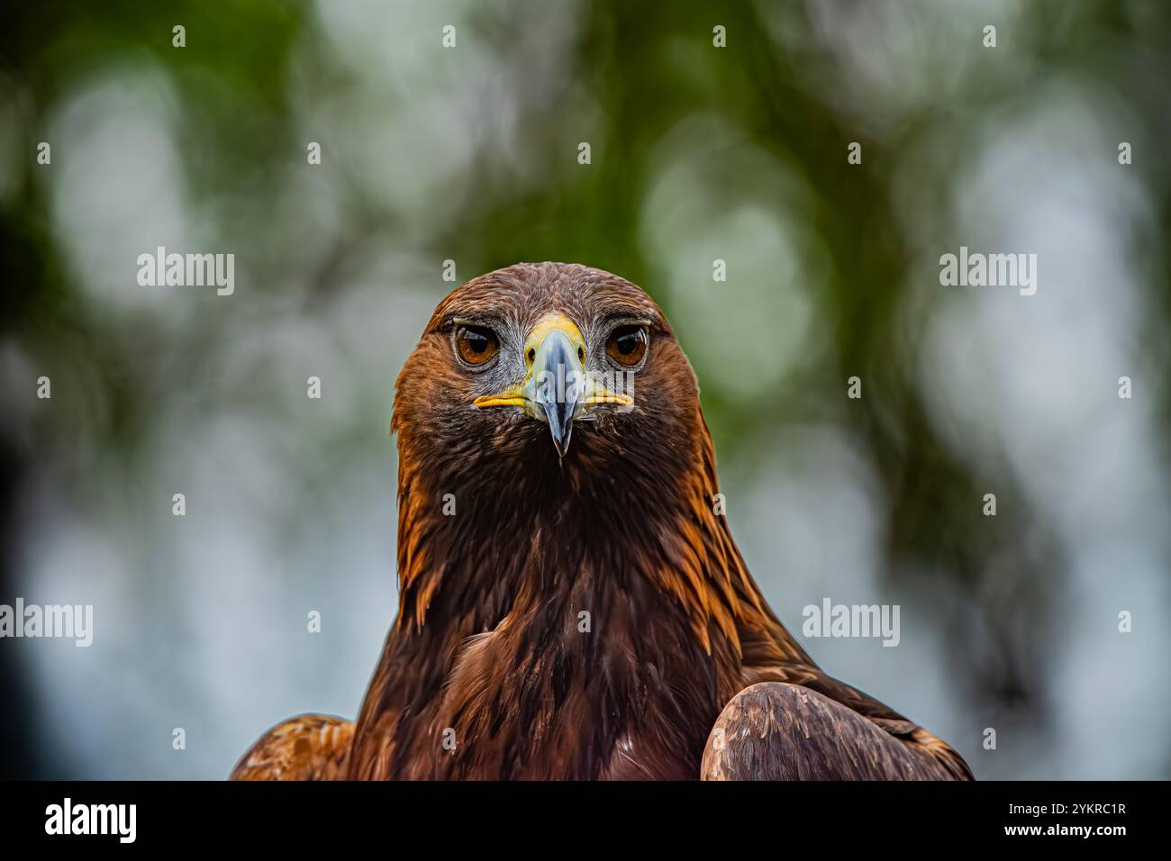 Male golden eagle looking straight ahead giving a hard stare Stock ...
