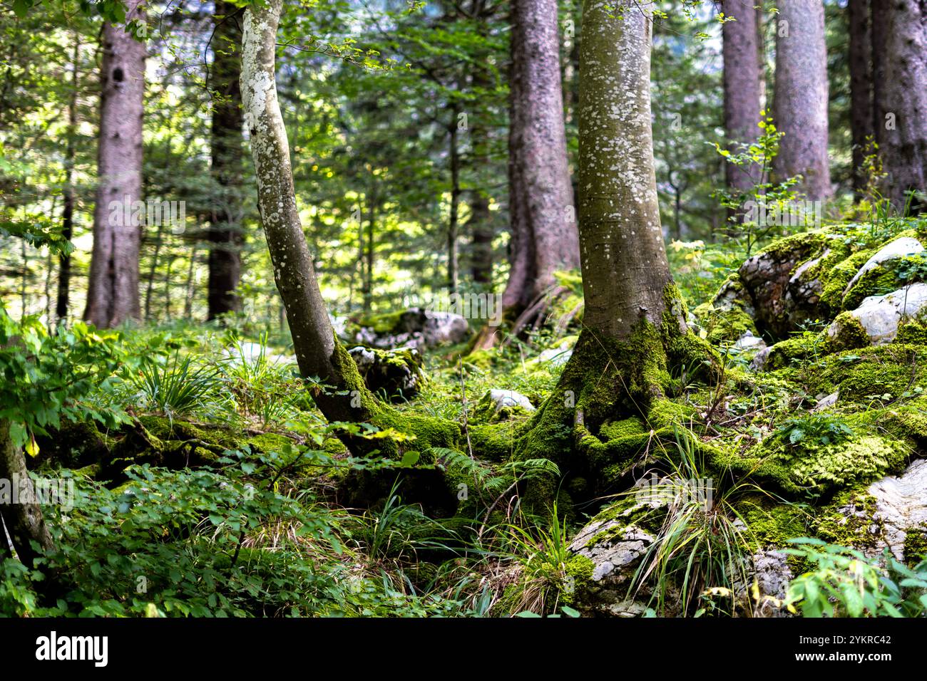 mossy tree roots in alpine woods with backlighting Stock Photo - Alamy