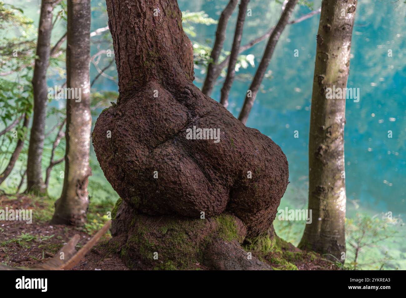 old red brown gnarly tree stem deformation with lake water in ...