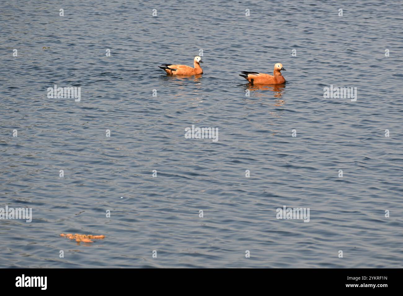 A pair of beautiful and colourful ruddy shelducks are seen leisurely ...