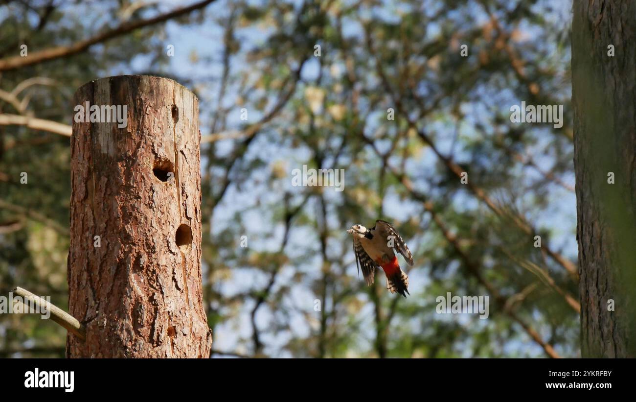 Woodpacker in flight to the breeding cave Stock Photo - Alamy