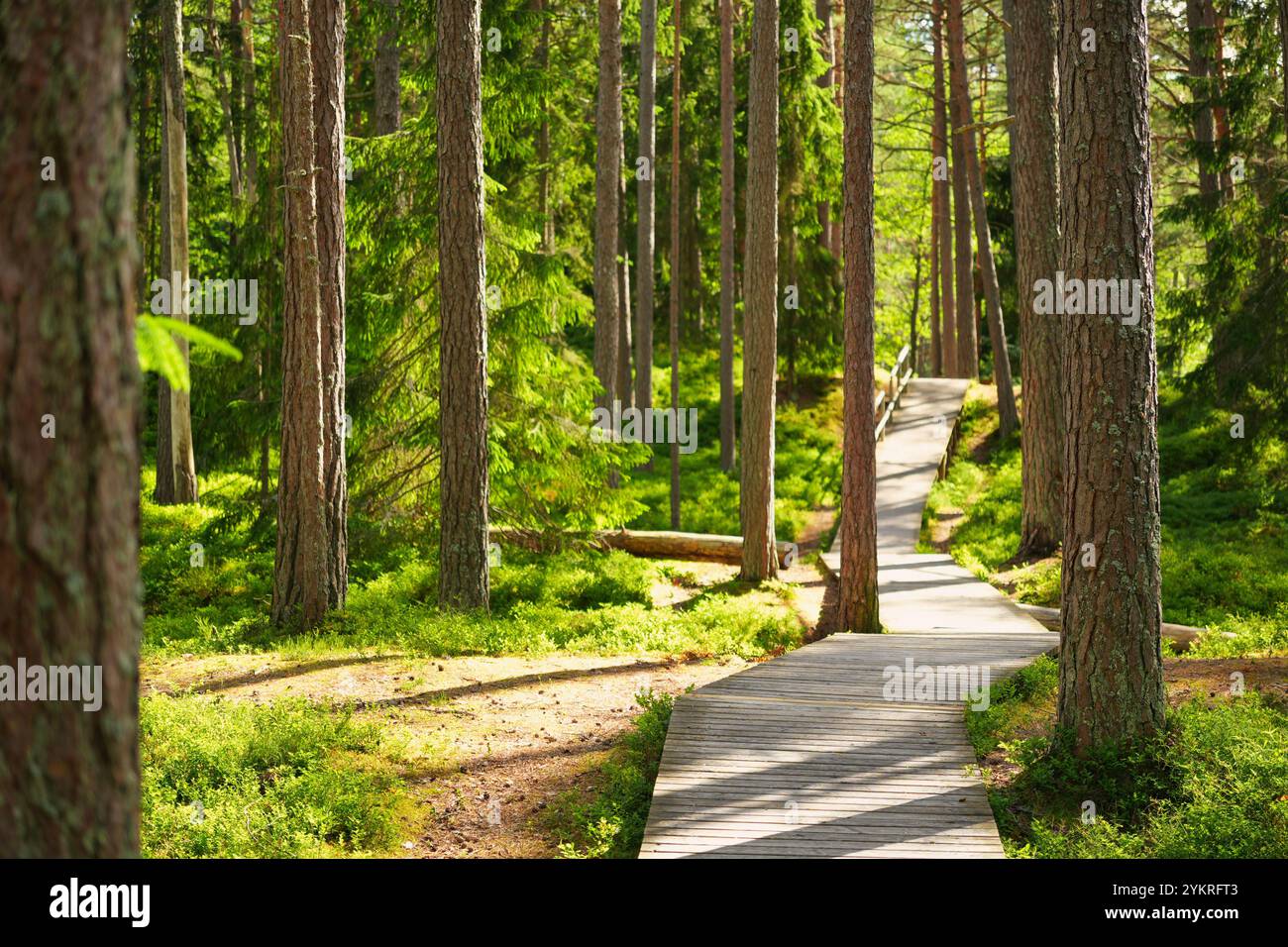 Wooden pathway winding through a serene green forest with tall trees ...