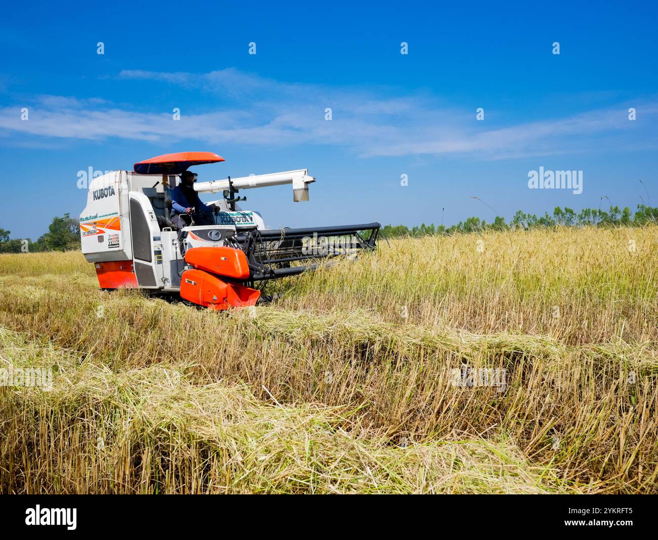 Phayakkhaphum Phisai, Mahasakham, Thailand - November 9,2024: Rice ...