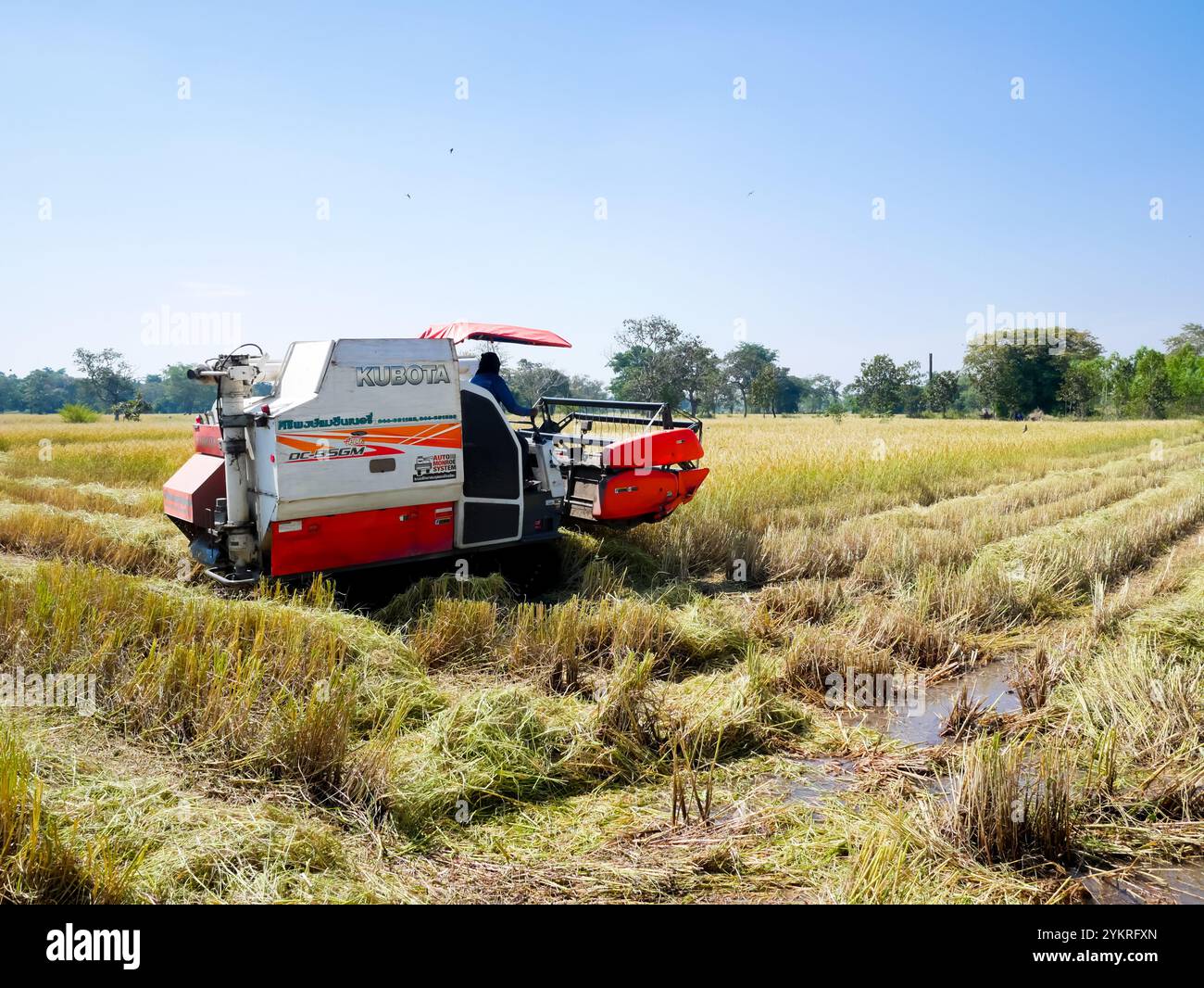 Phayakkhaphum Phisai, Mahasakham, Thailand - November 9,2024: Rice ...