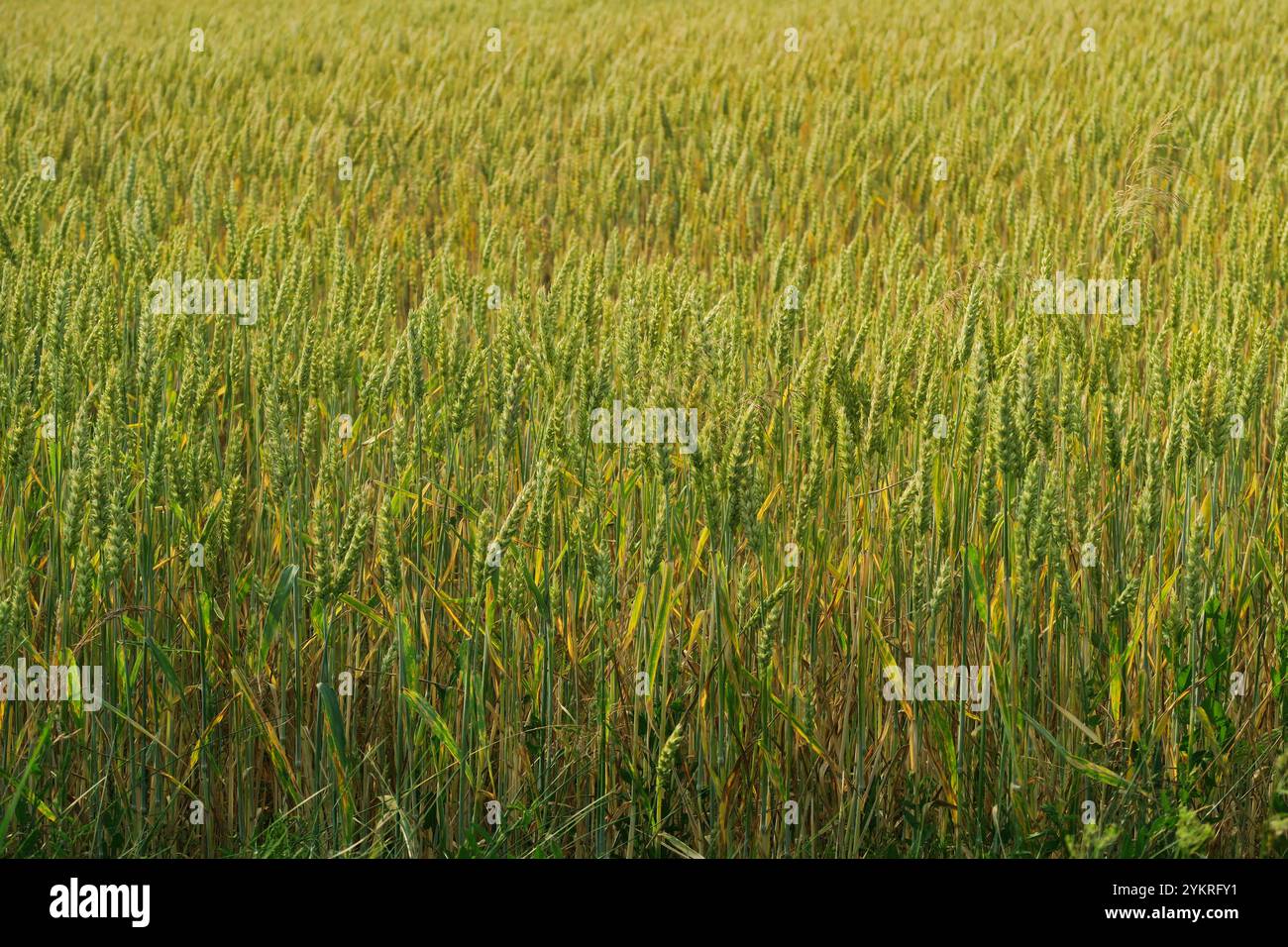 A lush, green wheat field with tall, mature wheat plants swaying gently ...