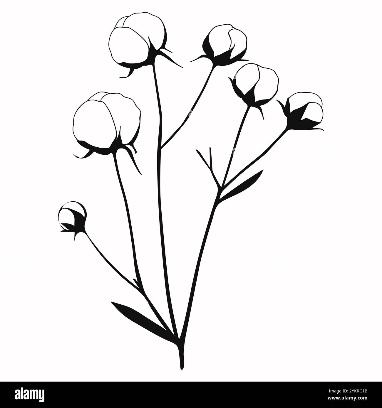 Cotton branches plants with leaves isolated on background. Black and ...