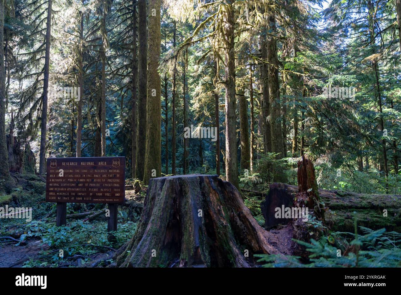 Thick Washington forest with lots of shrubs at the trailhead of Lake ...