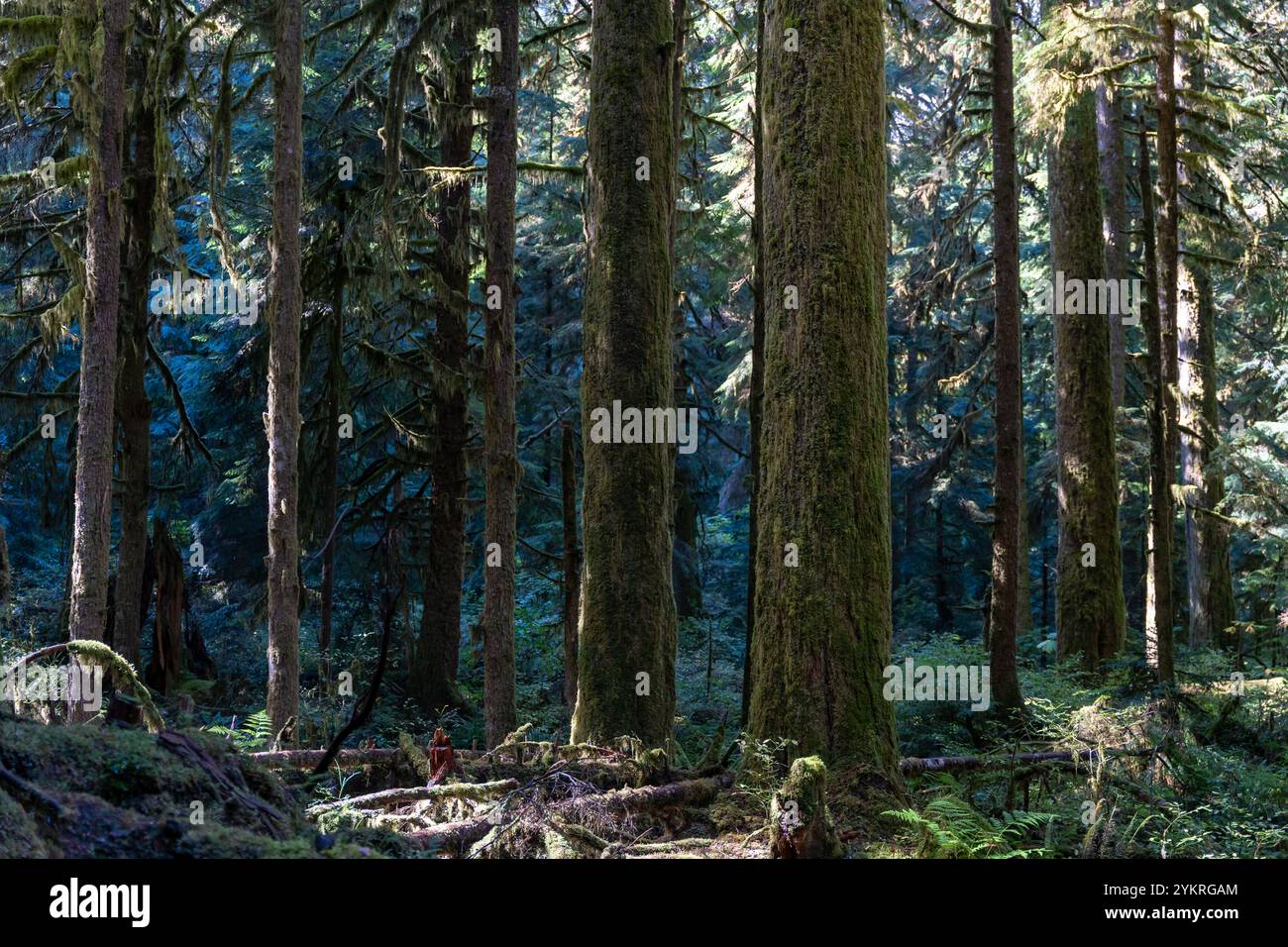 Thick Washington forest with lots of shrubs at the trailhead of Lake ...