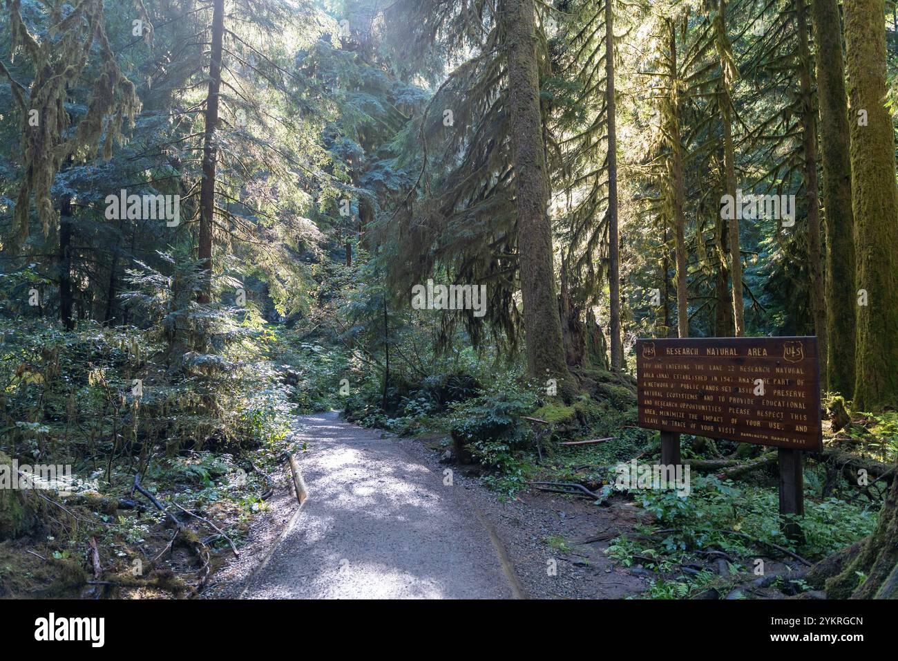 Thick Washington forest with lots of shrubs at the trailhead of Lake ...